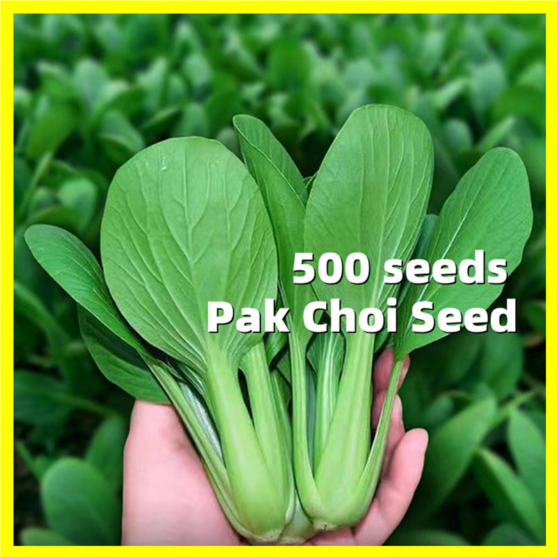 Pak Choi Seed 500 Seeds Pechay Seeds Vegetable Seeds Bok Choy Seeds for ...