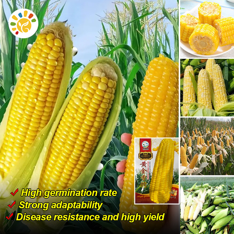 Fresh Sweet Glutinous Yellow Corn Seeds/QUEEN SWEET CORN SEEDS High ...