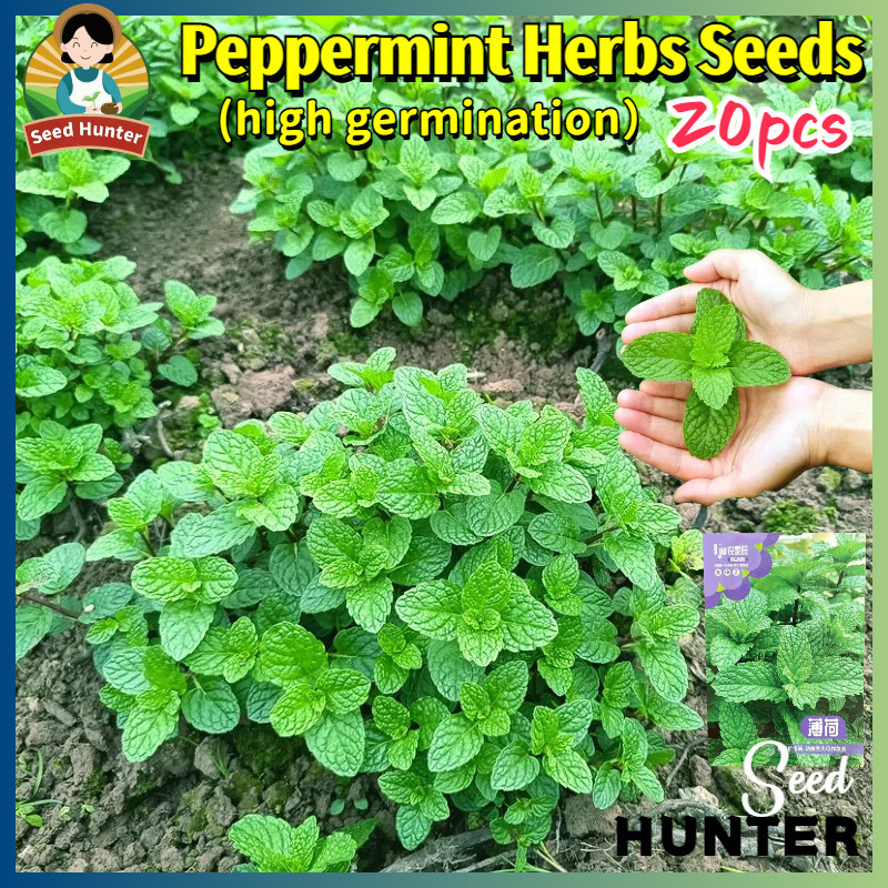 20pcs/pack Peppermint Herbs Seeds Edible Mint Seeds - Mint Leaves Plant ...