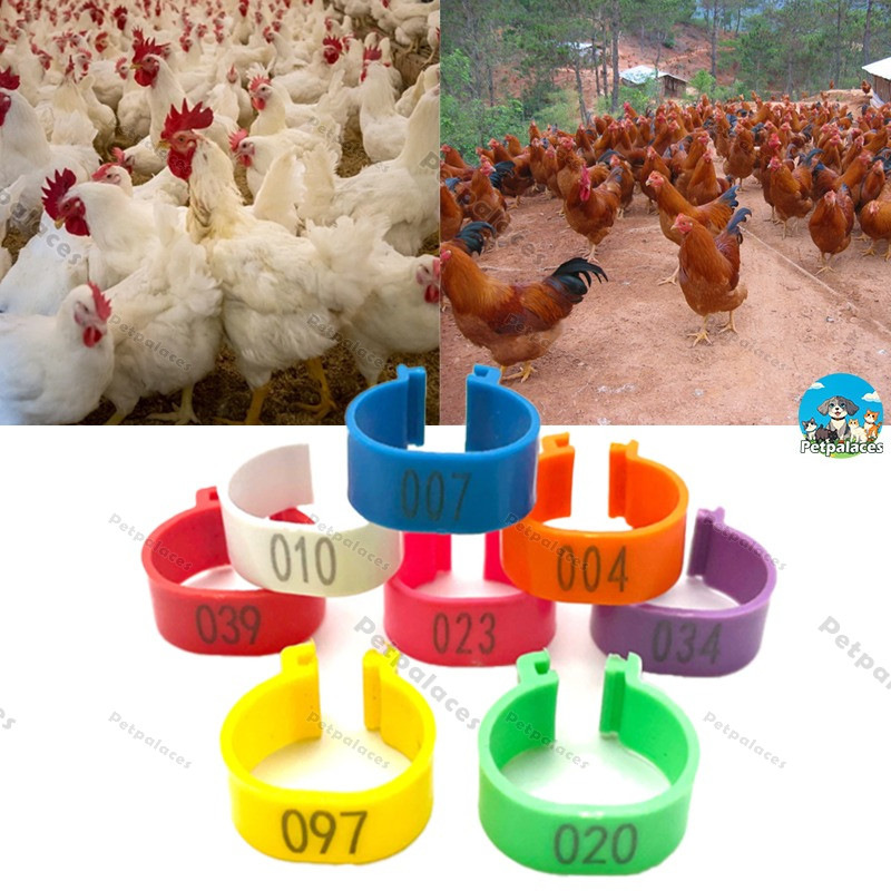 100Pcs Goose Chicken Foot Open Clip Rings 01-100 16mm Poultry Leg Bands ...