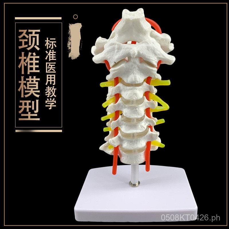 Neural Models and、 Model Lumbar Vertebrae Posterior Cervical Vertebrae ...