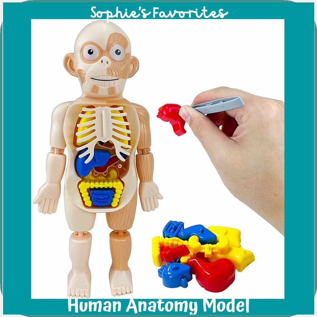 Human(tU@Body:f%Human_m%Anatomy_C%Model_R%Toy_f%for_g%Kids_f&Science 3D ...