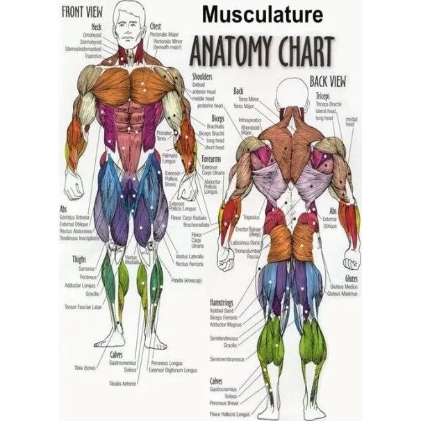 Muscular System Anatomical Poster Muscle Anatomy Chart Anatomical Chart ...