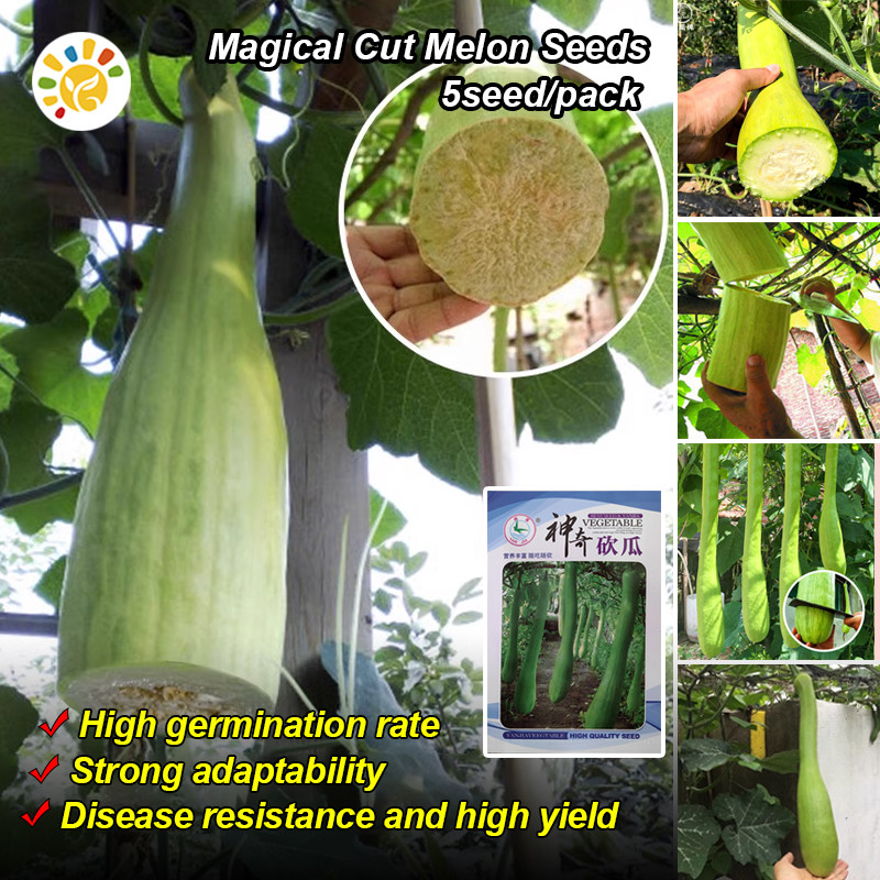 Fresh Rare Magical Cut Melon Seeds - High Quality Giant Long Magical ...