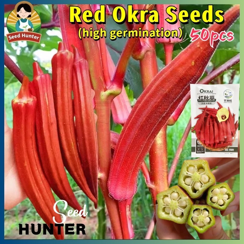 Red Okra Seeds for Planting (50 Seed) Red Burgundy Okra Seeds Lady ...