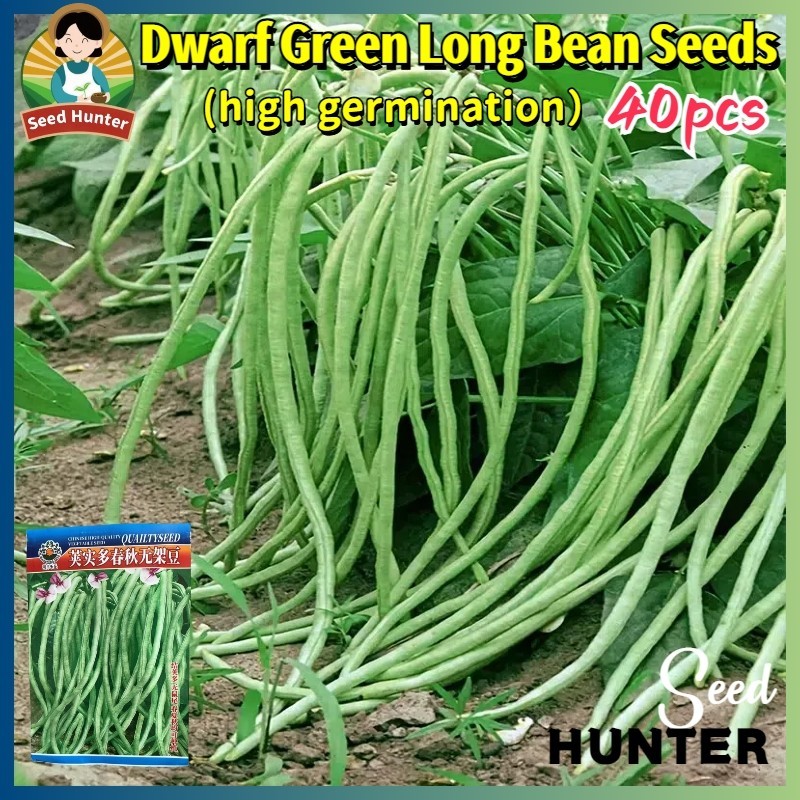 High Yield Bush Sitaw Seeds for Planting (40 Seeds) Bush Beans Seeds ...
