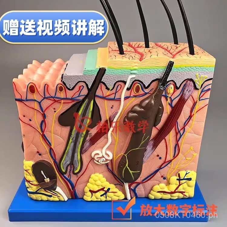 Layered 3D Layered Introduction Human Body Model Hair Enlarged ...