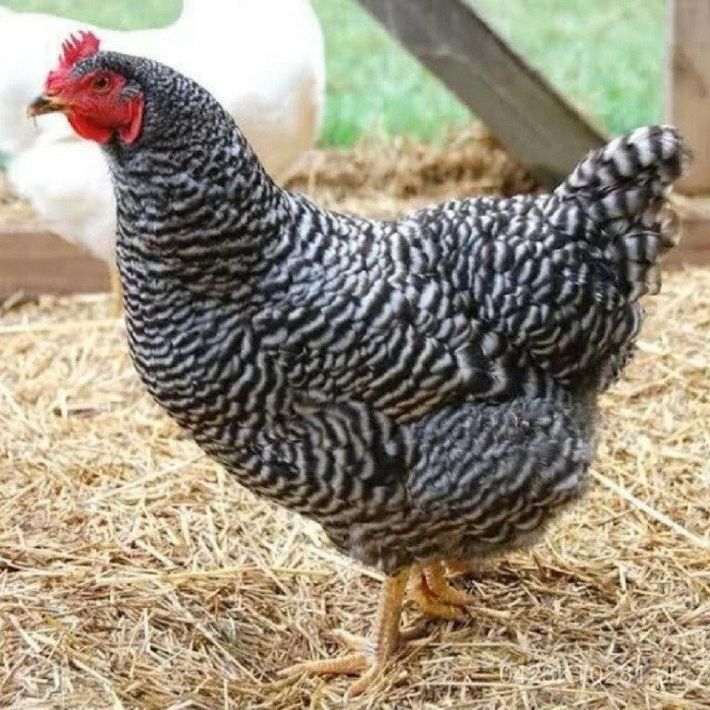 Luhua Chicken Luhua Live Chicken Hen Half a Pound Adult Broiler Brooding Purebred Chickling Baby ...