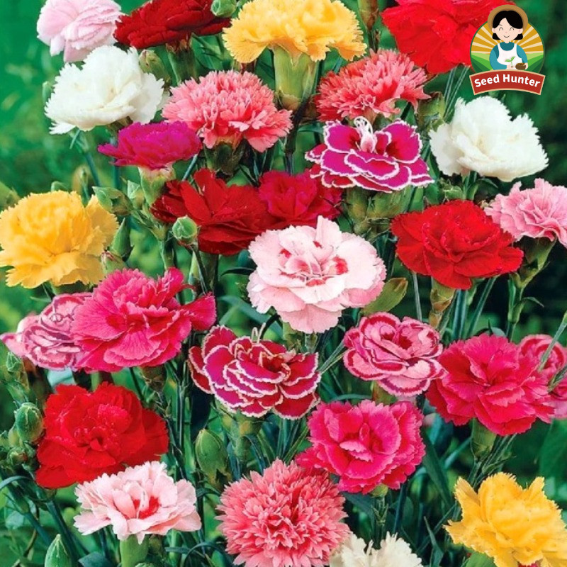 50pcs/pack Mix Color Carnations Flowers Seeds for Sale Assorted ...