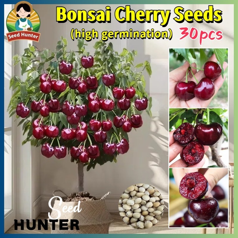 Sweet Cherry Seeds for Planting (30 Seed) Potted Cherry Tree Live Plant ...