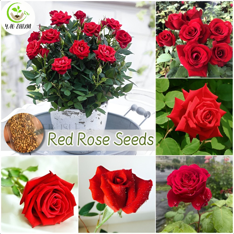 Red Rose Seeds (100 Seeds/Pack) Bonsai Seeds For Planting Flowers High ...