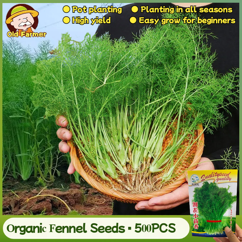 100% Original Organic Fennel Seeds for Planting (High germination ...