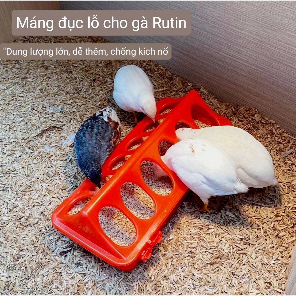 Rutin Chicken Feeder 20cm Quail Feeder Chicken Feeder for Chicks Anti ...