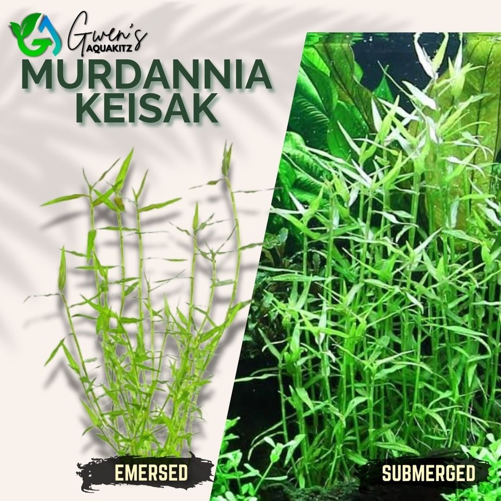 MURDANNIA KEISAK (sold in 5 stems) by Gwen's Aquakitz, Uncommon Aquatic ...