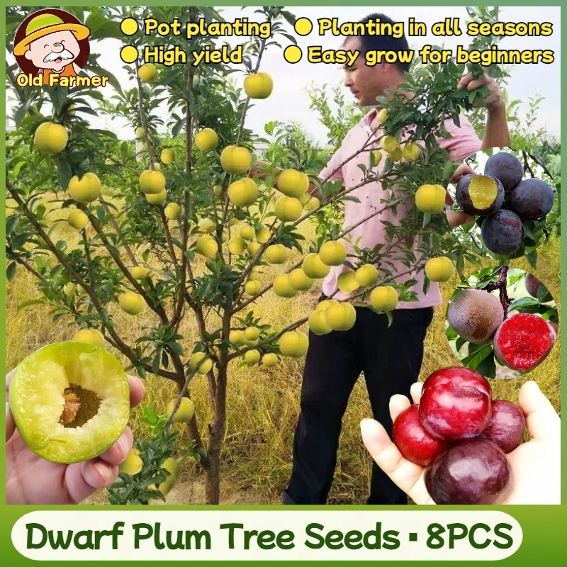 Dwarf Plum Fruit Tree Seeds (High Germination 8 Seed) Fresh Red Plum ...
