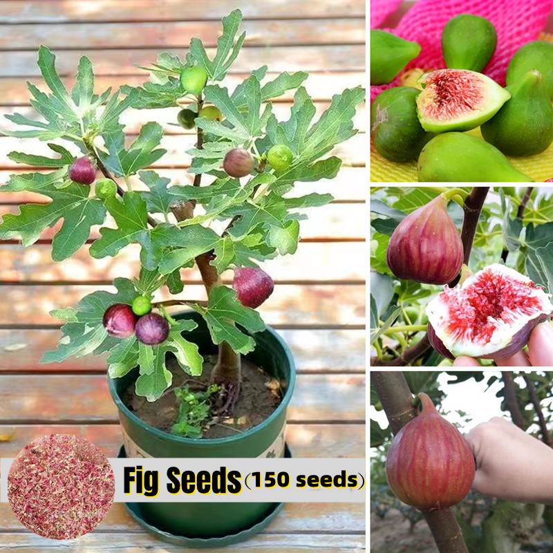 150pcs Fig Seed Tropical Ficus Carica Seeds for Planting Sweet Fig ...