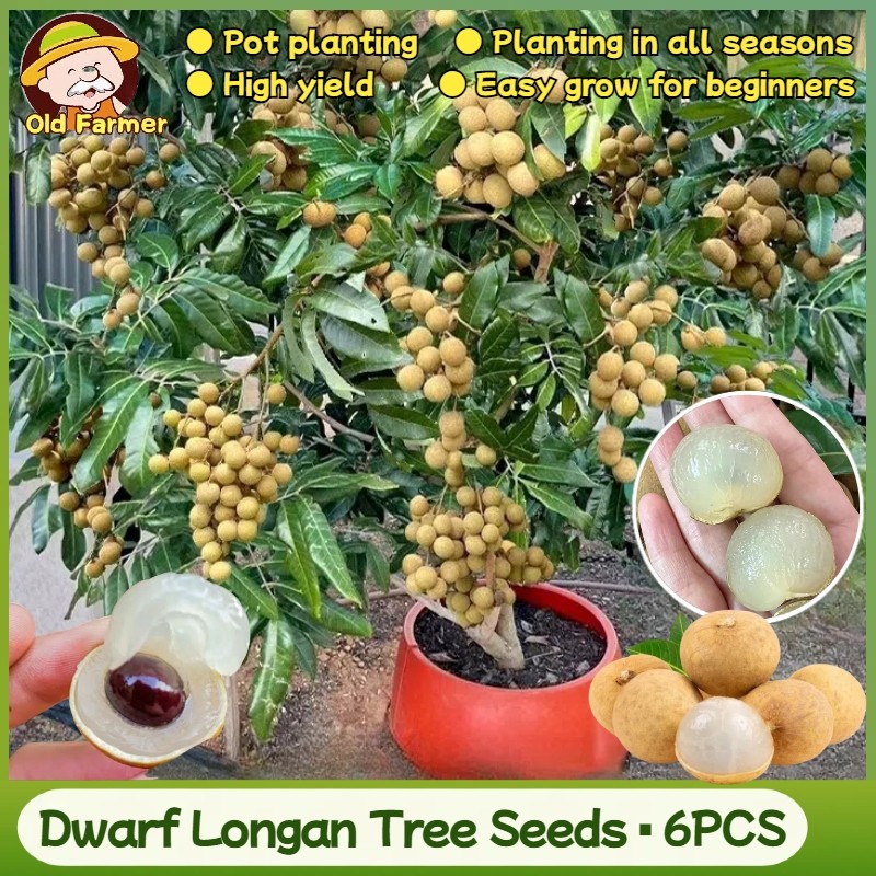 100% Original Dwarf Longan Seeds (High Germination, 6 pcs/bag) Longan ...