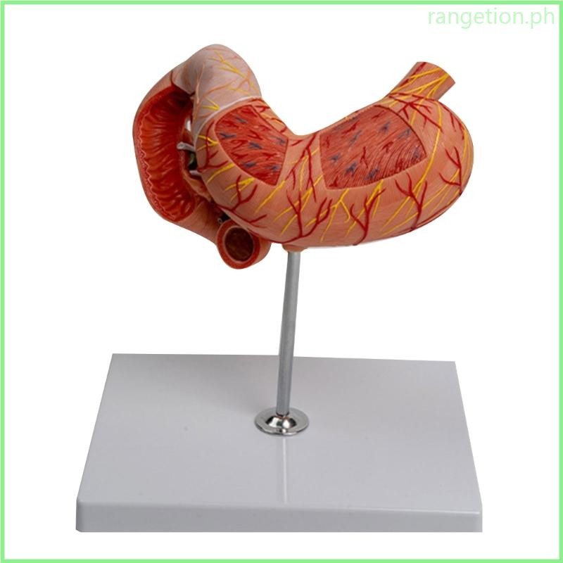 RAN Anatomical Stomach Model for Clinical Research Duodenum Pancreas ...
