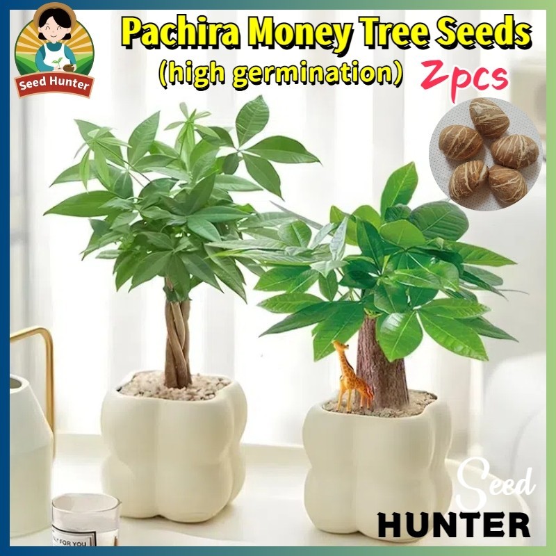 Pachira Money Tree Seeds for Planting (2 Seed) Braided Money Tree Plant ...