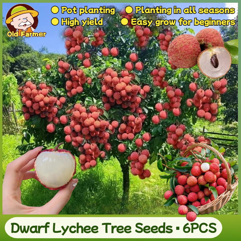 Original Dwarf Lychee Seeds (High Germination 6 pcs/bag) Fresh Lychee ...