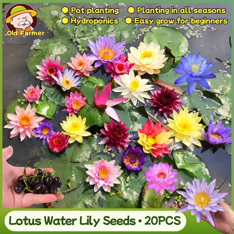 Lotus Water Lily Seeds Mini Japanese Lotus Seeds (20pcs) Hydroponic ...