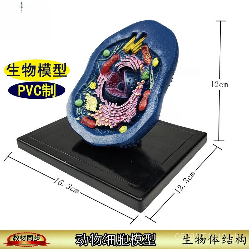 Animal Cell Model Animal and Plant Cell Model Middle and High School ...