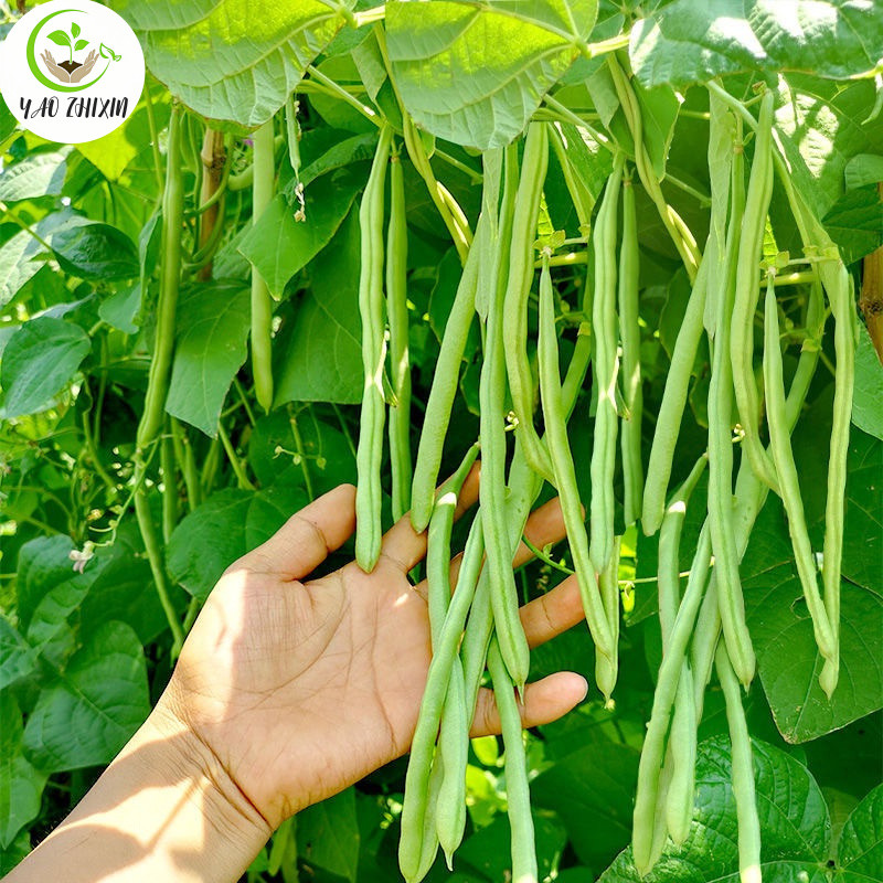 (20 SEEDS/PACK) BAGUIO BEANS SEEDS/BARAK BEANS/French Bean Seeds/HIGH ...