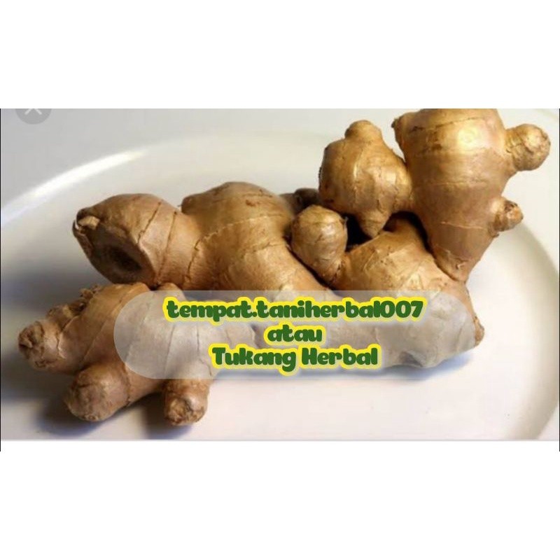 The best super superior elephant ginger the latest/ 500 grams | Shopee ...