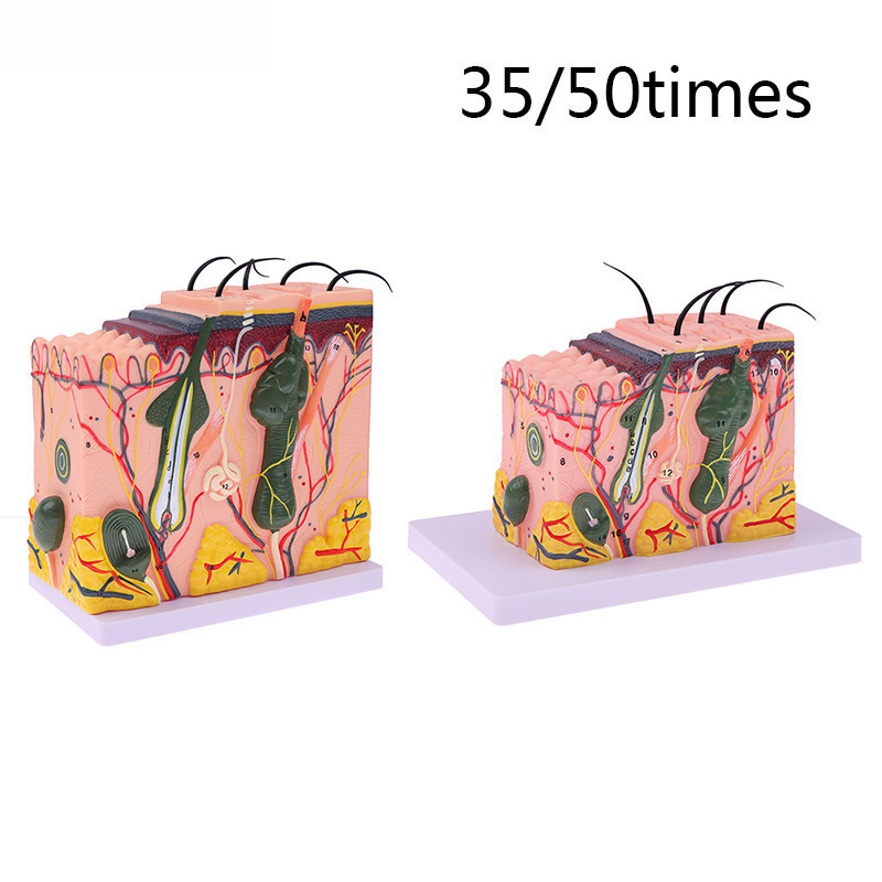 35/imes Skin Model Human Anatomical Skin Hair Structure Enlarge Model ...