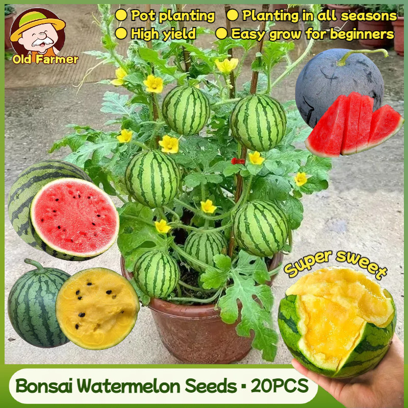 100% Original Mixed Bonsai Watermelon Seeds (High Germination, 20pcs ...