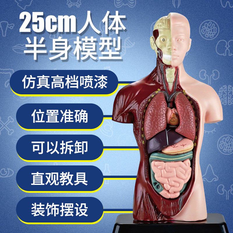 Human Body Structure Model Medical Simulation Internal Organs Anatomy ...