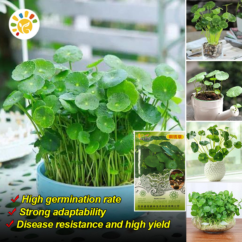 Copper Grass Pilea Seeds(20Seeds/pack)Copper Grass Plants Seed ...