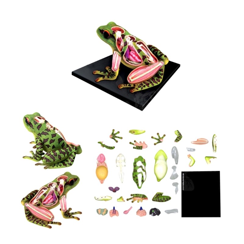 love* Frogs Dissection Model Frogs Anatomy Teaching Aids Frogs Model 4D ...