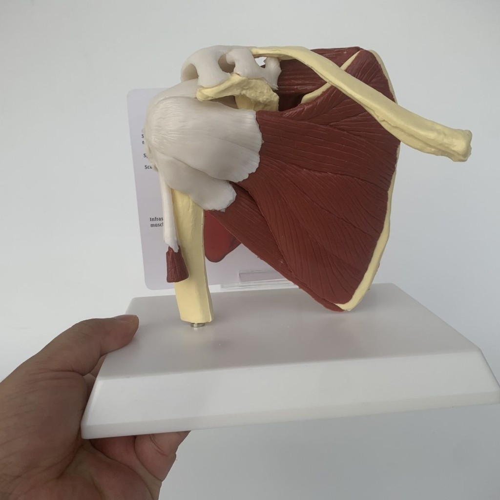Good Quality Shoulder Joint Muscles Medical Function Teaching Ligament ...