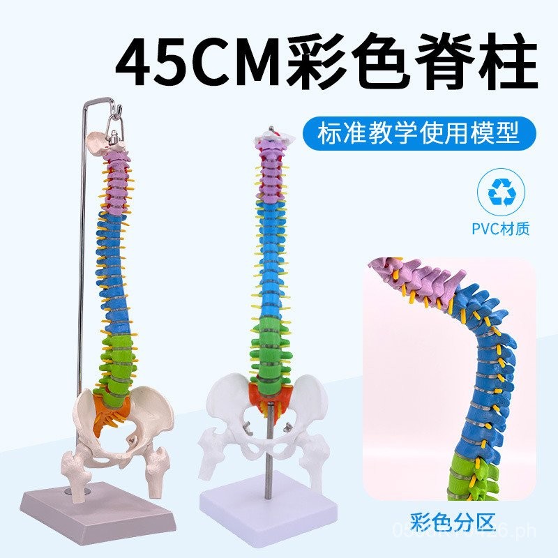 Colorful Spine and Pelvis5CM4Femoral Lumbar Spine Bone Tailbone with ...