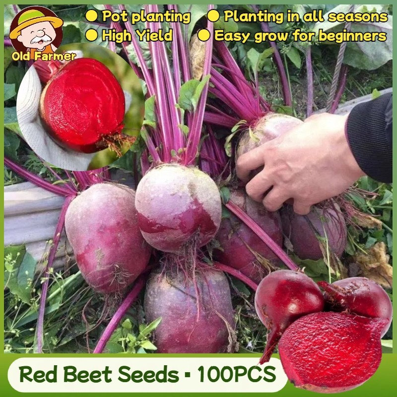 100% Original Red Beet Seeds for Planting Vegetables(High Germination ...
