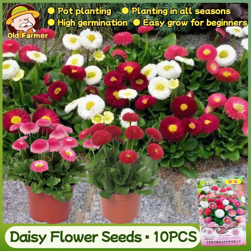 100% Original Mixed Daisy Seeds for Planting Flowers(High Germination ...