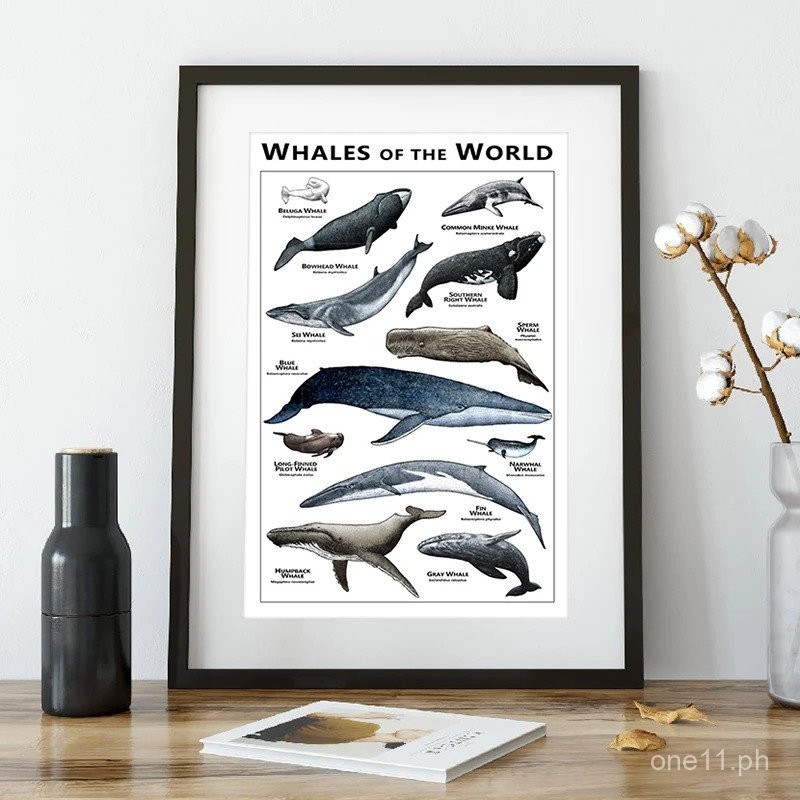 Whales of the World Poster Whale Species Illustrations Art Print ...