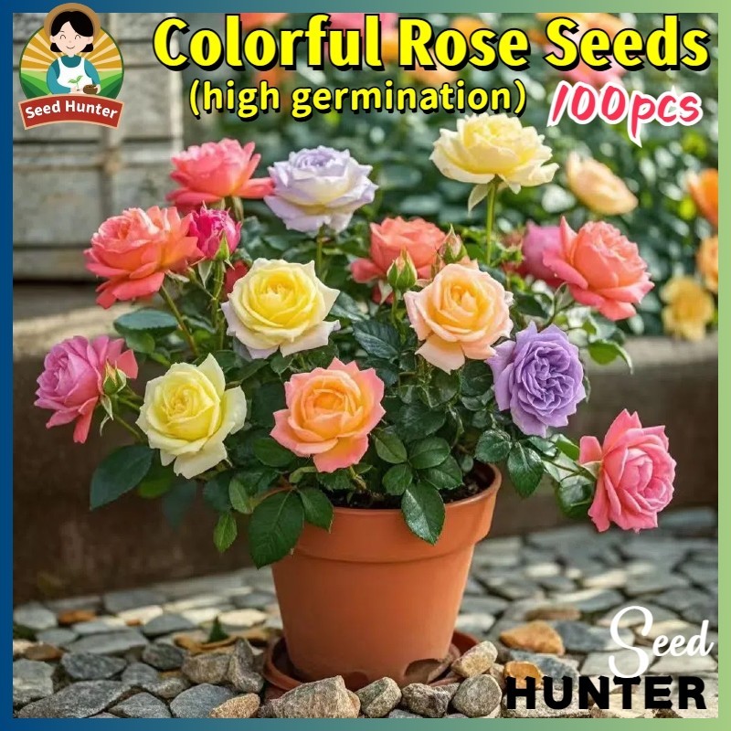 Mixed Colorful Rose Flower Seeds for Planting (100 Seed) Bonsai ...