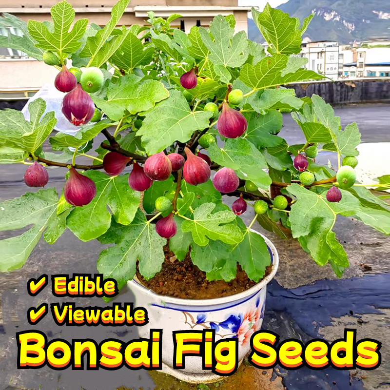 Sweet Dwarf Fig Fruit Seeds for Sale (20 pcs/pack) Tropical Ficus ...