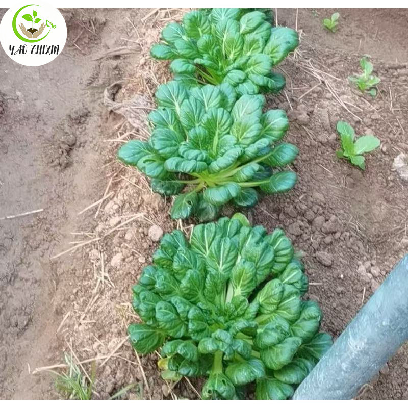 Tatsoi / Asian Spoon Spinach Seeds (High Germination) ~300 seeds ...