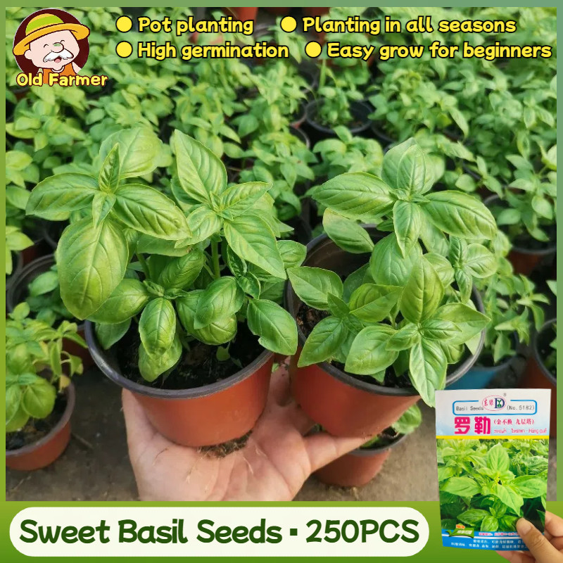 100% Original Fresh Sweet Basil Seeds (Fast Growing Seeds - 250pcs ...