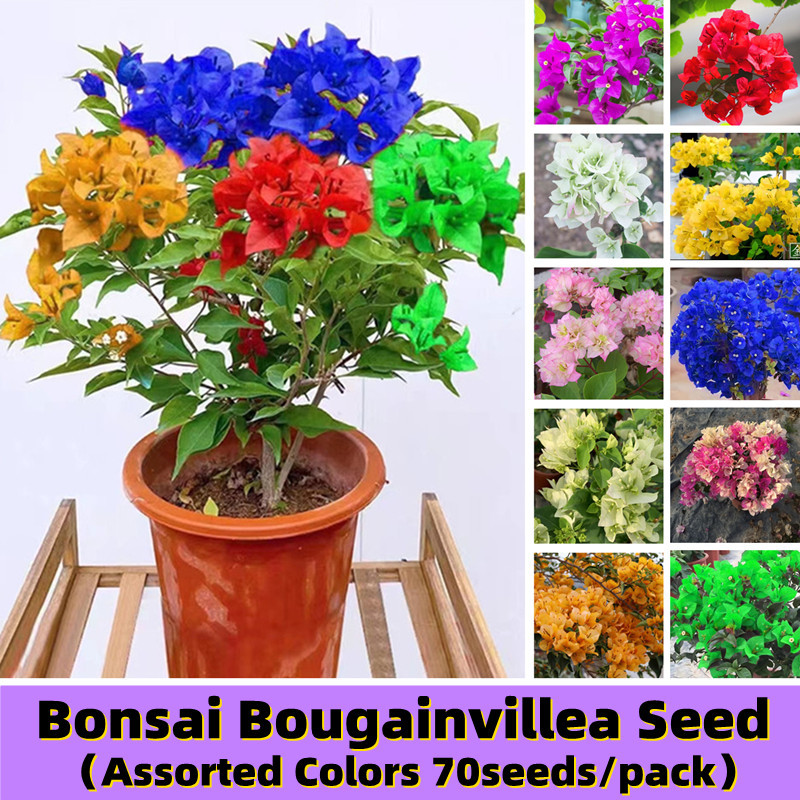 Assorted 70 Seeds Rare Bougainvillea Seeds Planting Flowers Seeds