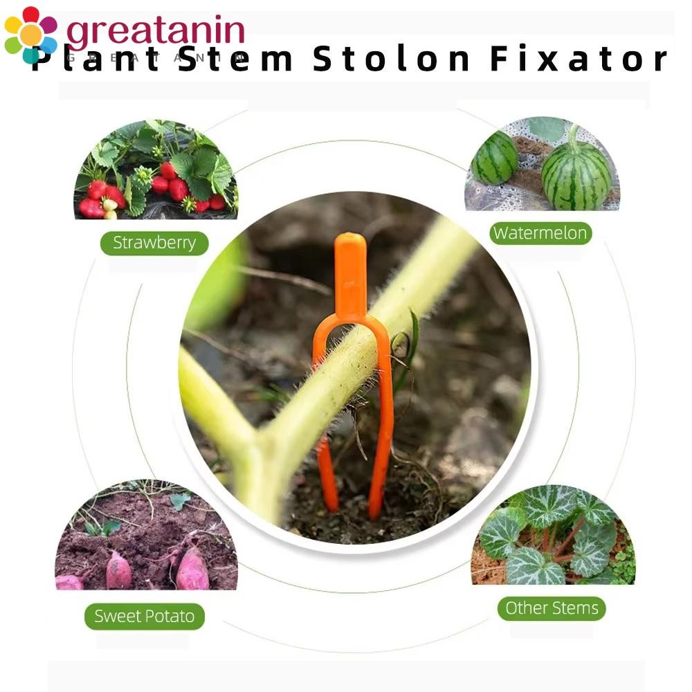 GREATANIN 100pcs Plant Stem Fixator, 50/65CM Retainers Strawberry ...