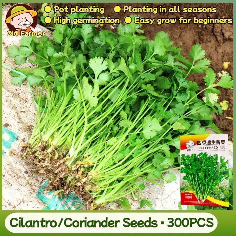 100% Original Heat Tolerant Coriander Seeds for Planting (High ...