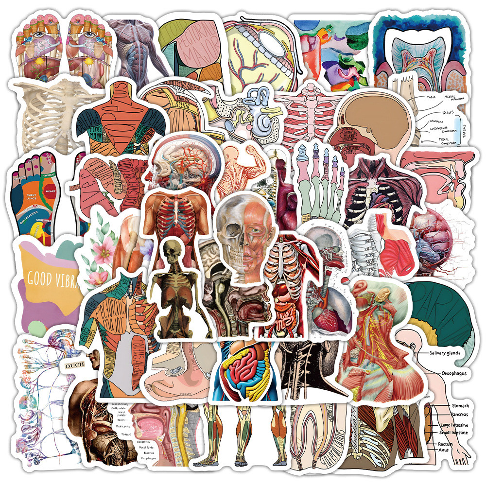 50pcs Medical Art Stickers | Reusable Organ Decals for Science Lovers ...