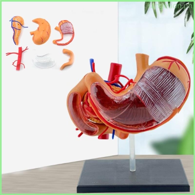 RAN Professionals PVC 4D Stomach Anatomy Science Model PVC 4D Stomach ...