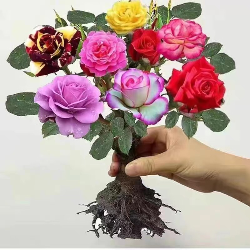 20 pcs/pack Colorful Rose Seeds for Planting Flowers Rose Flower Seeds ...