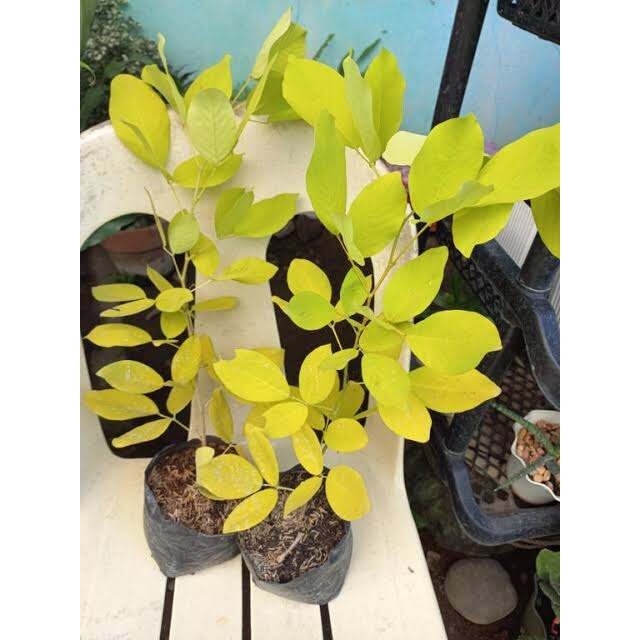 LGM Desmodium Golden legume seedlings | Shopee Philippines