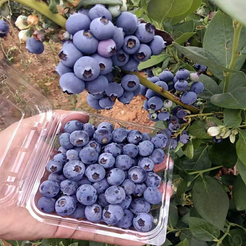 Blueberry Fruit Seeds for Sale (20 pcs/pack) Sweet Dwarf Blueberry ...